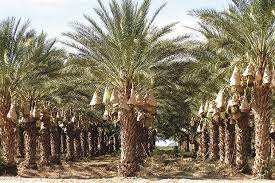 Site de Oued Righ – Isferalda