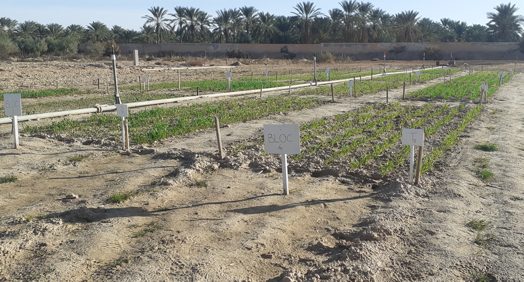 Site de Oued Righ – Isferalda